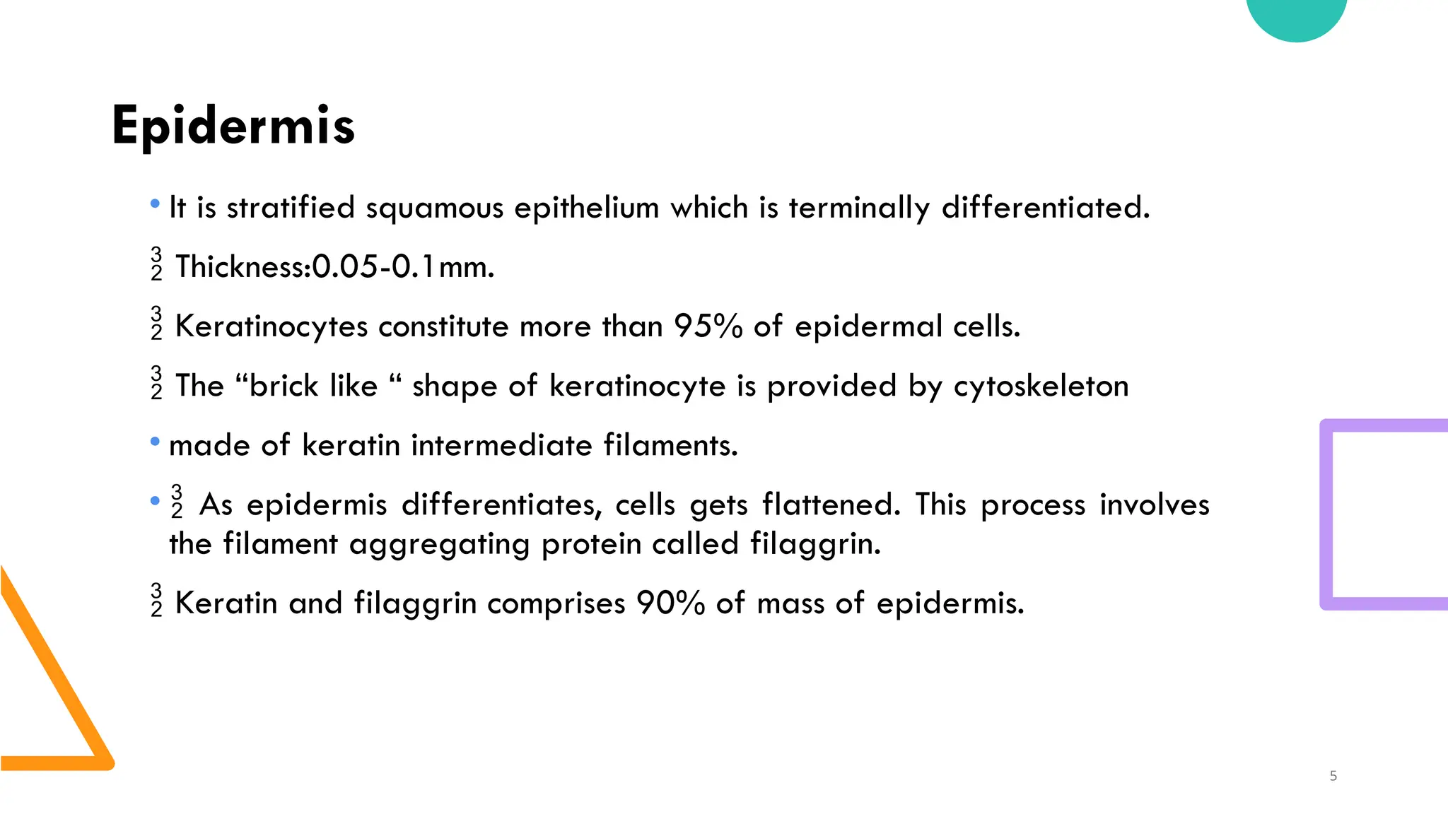 Structure of skin and skin appendages in detail | PPT