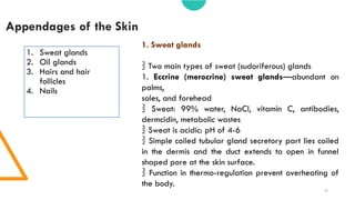 Structure of skin and skin appendages in detail | PPT