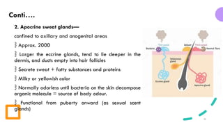 Structure of skin and skin appendages in detail | PPT