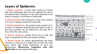 Structure of skin and skin appendages in detail | PPTX