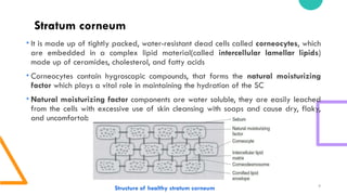 Structure of skin and skin appendages in detail | PPT