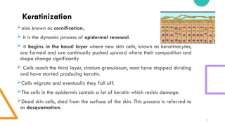Structure of skin and skin appendages in detail | PPT