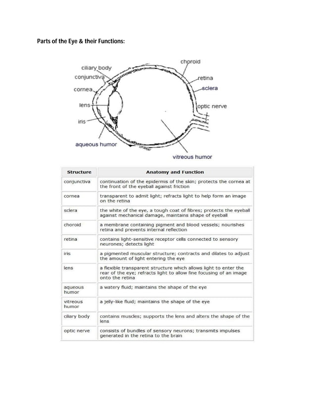 Ophthalmic & Geometrical, Physiological Optics | PDF