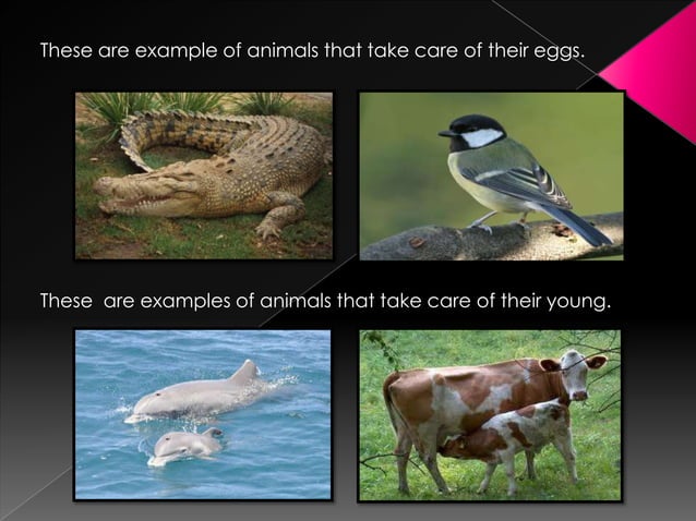 Unit 2 survival of species | PPTX | Pets