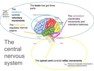 Unit2 the body | PPT