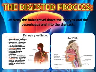 Unit 2 The Human Body and Nutrition | PPT