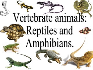 Examples Of Reptiles Animals