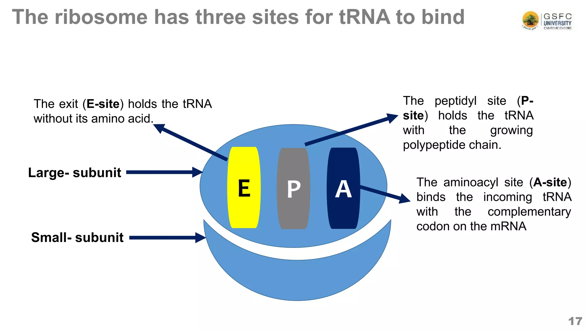 Translation: Protein synthesis | PPTX
