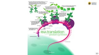 Translation: Protein synthesis | PPTX