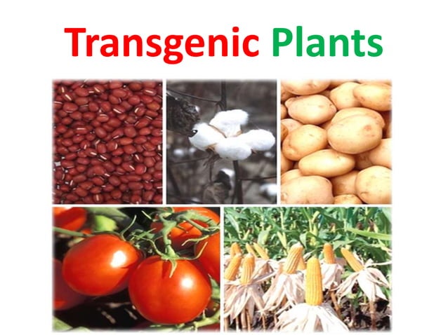 Transgenics | PPTX