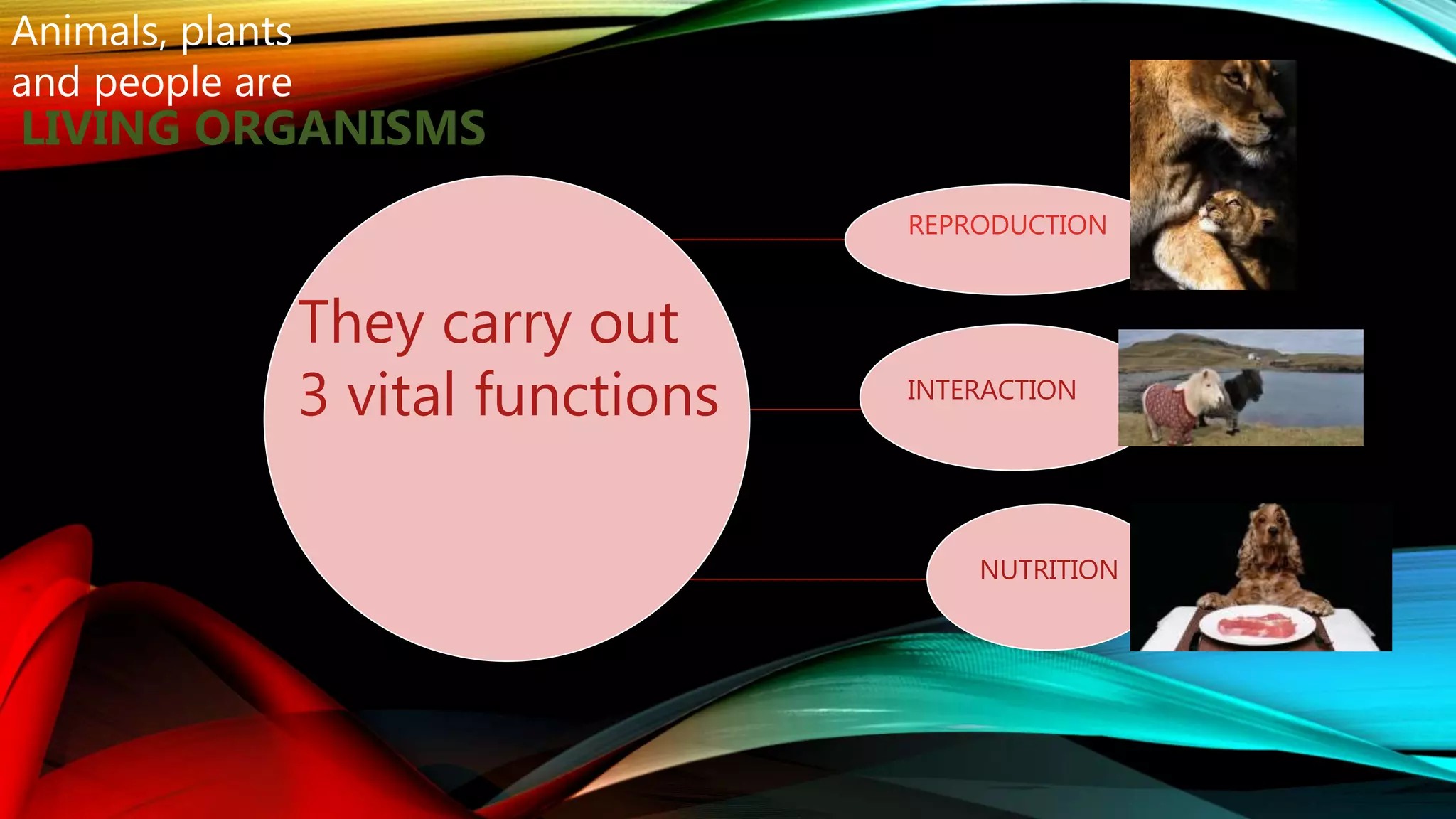 Unit 3. living organisms. animals | PPTX