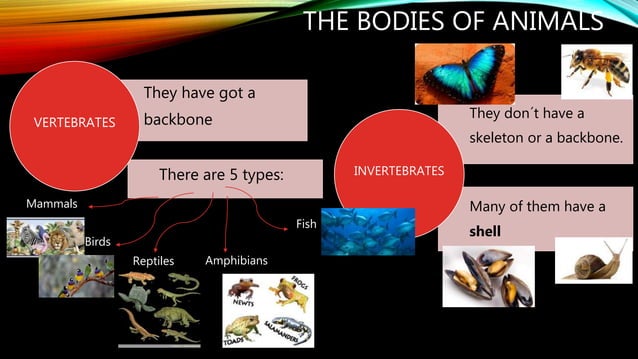 Unit 3. living organisms. animals | PPTX