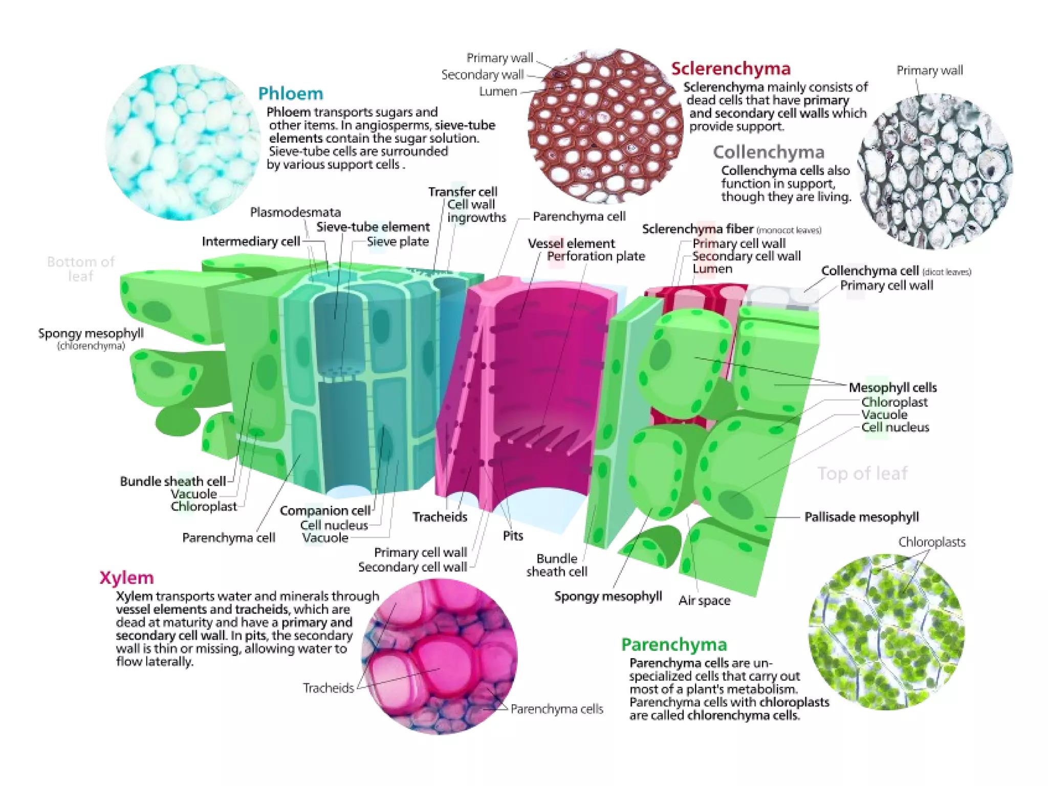 Parts of Plant, plant tissues, microscopy and morphology | PPT