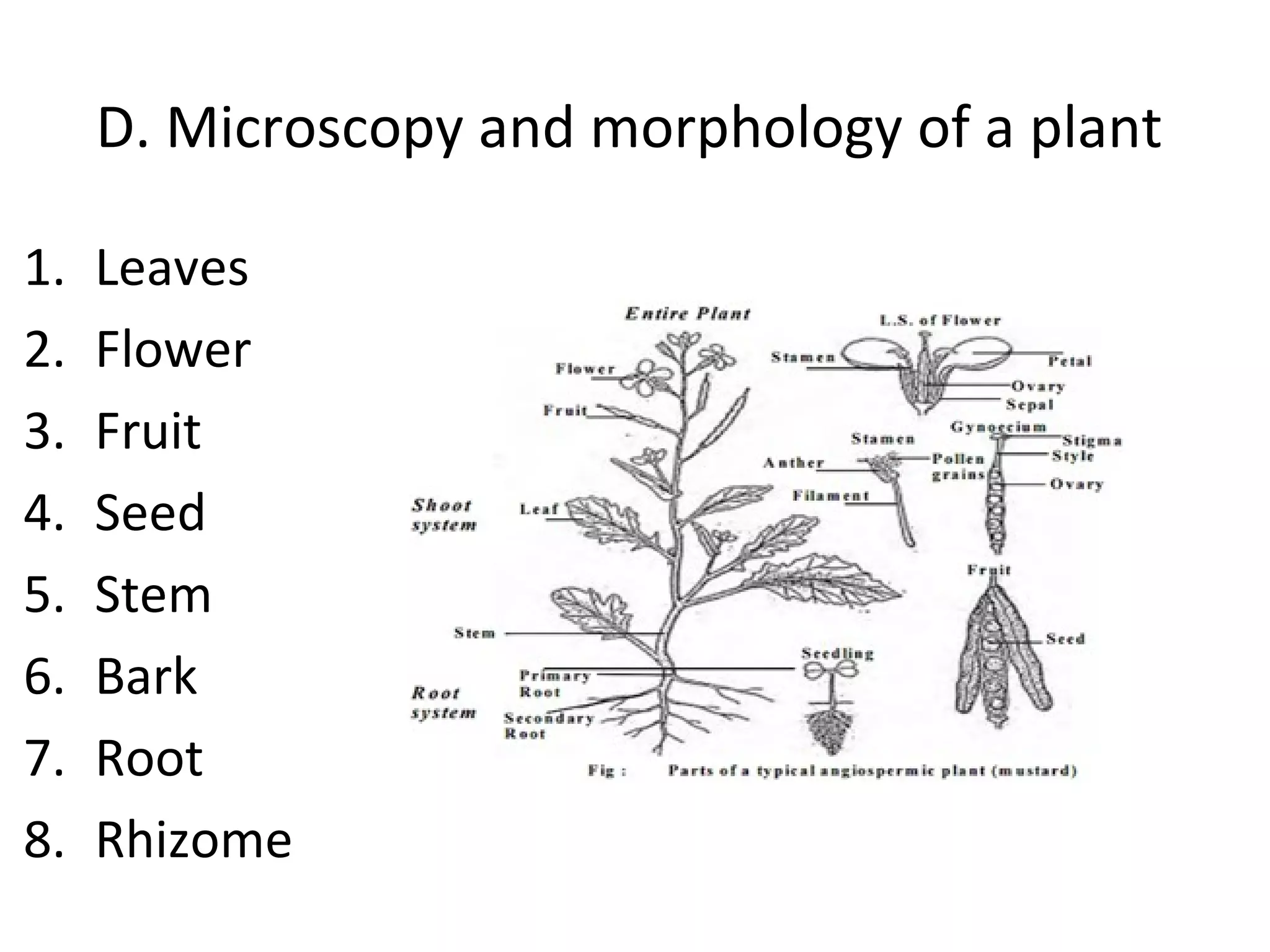 Parts of Plant, plant tissues, microscopy and morphology | PPT