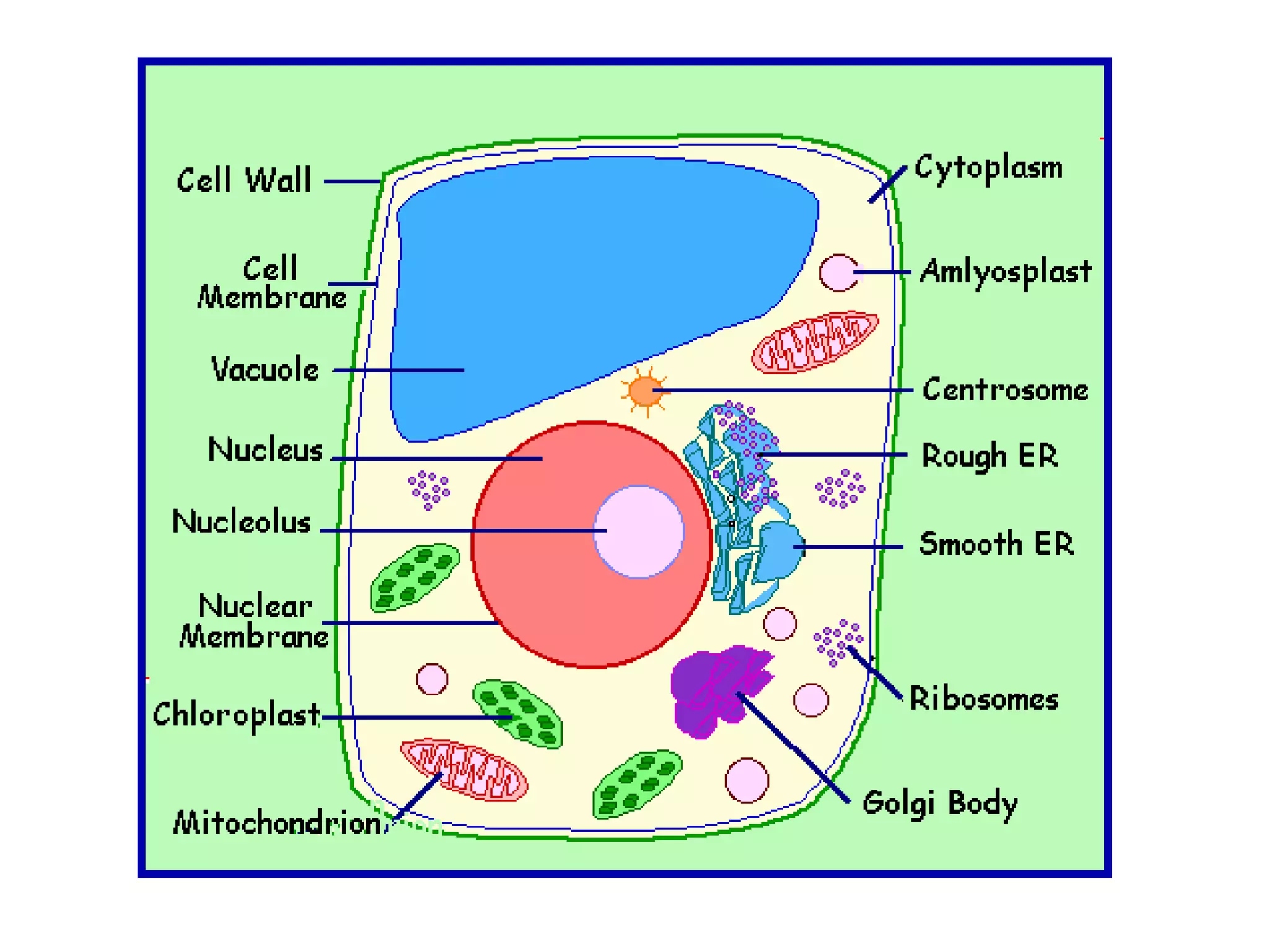 Parts of Plant, plant tissues, microscopy and morphology | PPT