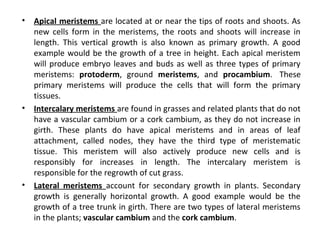 Parts of Plant, plant tissues, microscopy and morphology | PPT