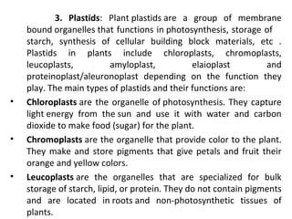 Parts of Plant, plant tissues, microscopy and morphology | PPT