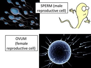 Unit 3. REPRODUCTION | ODP