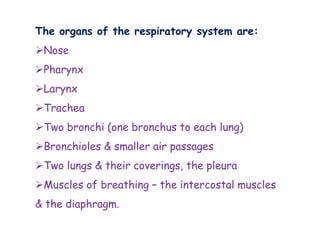 Respiratory System | PPT
