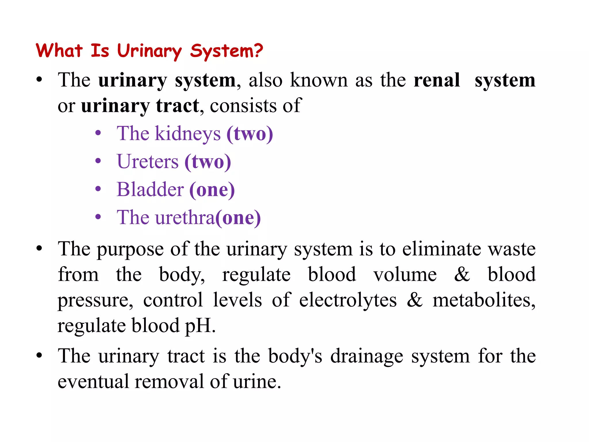 Urinary System | PPT