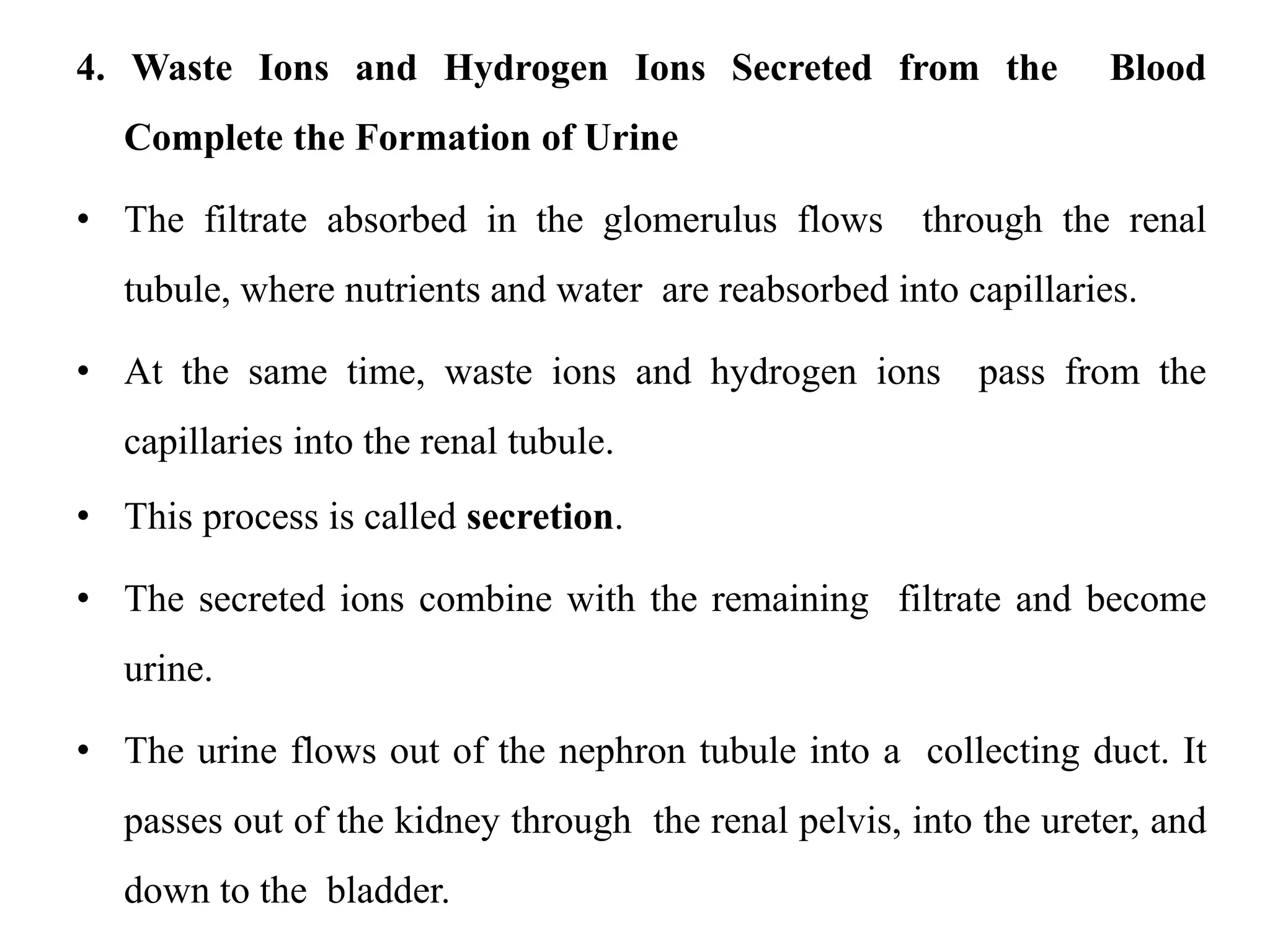 Urinary System | PPT