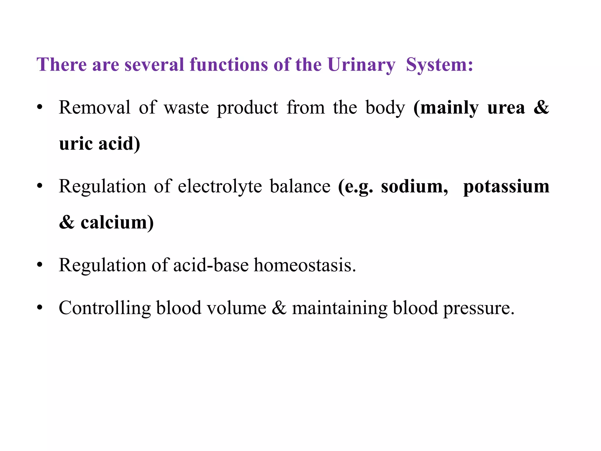 Urinary System | PPT