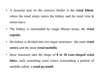 Urinary System | PPT | Nutrition | Healthy Living