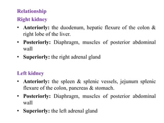 Urinary System | PPT | Nutrition | Healthy Living