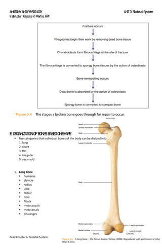 Human Physiology & Pathophysiology UNIT 3.pdf
