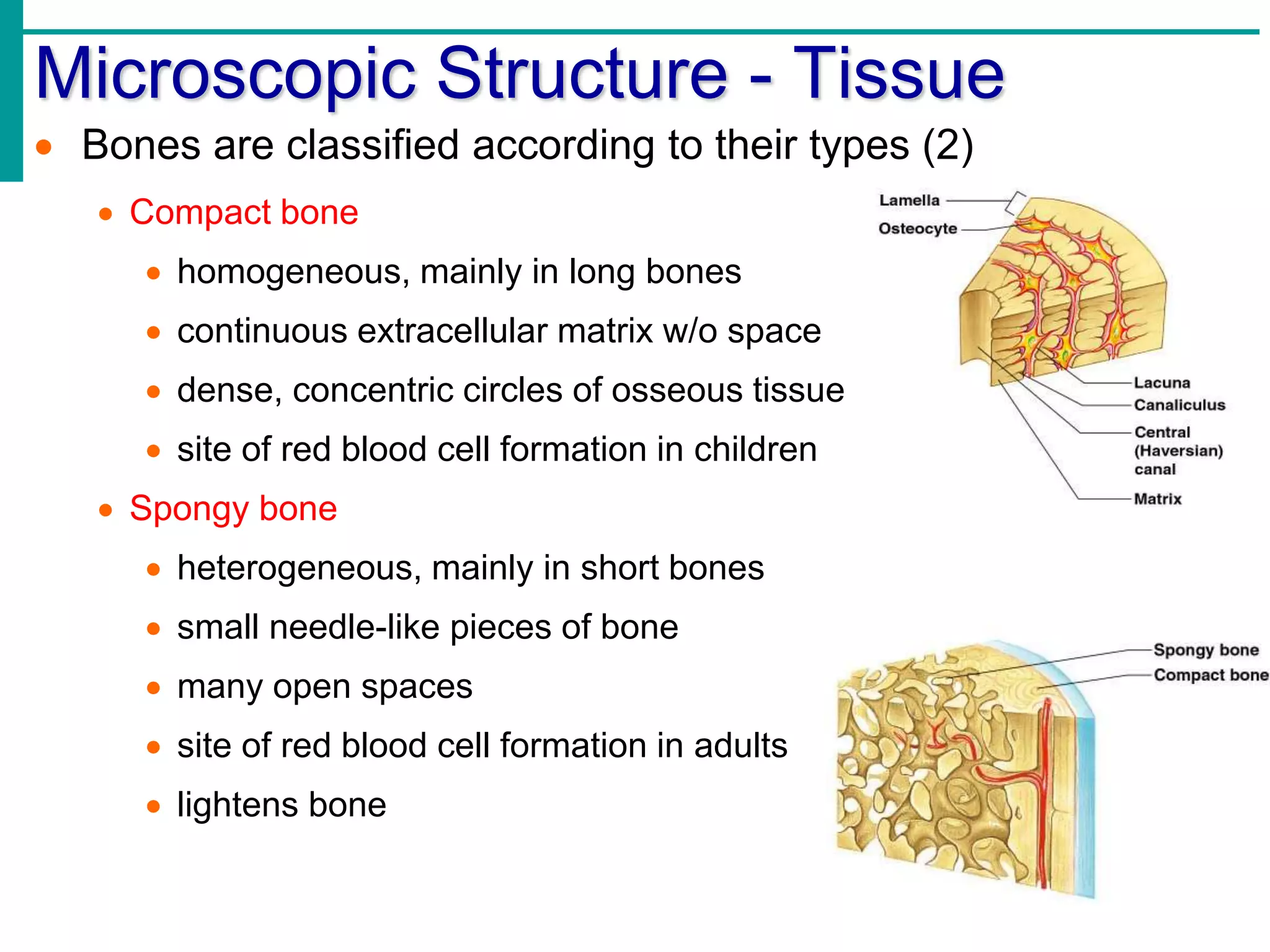 skeletal | PPT