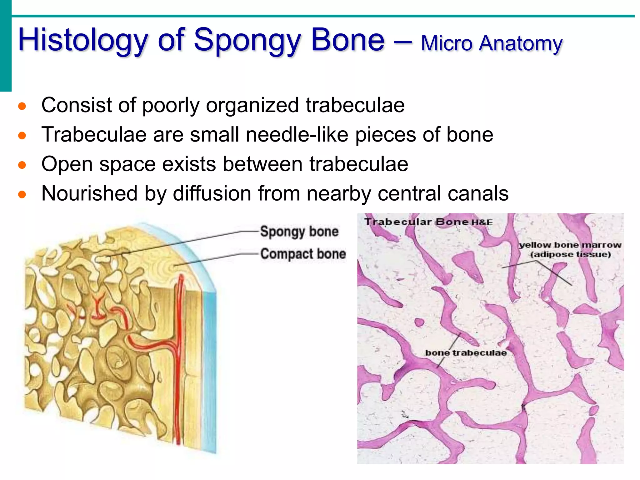 skeletal | PPT