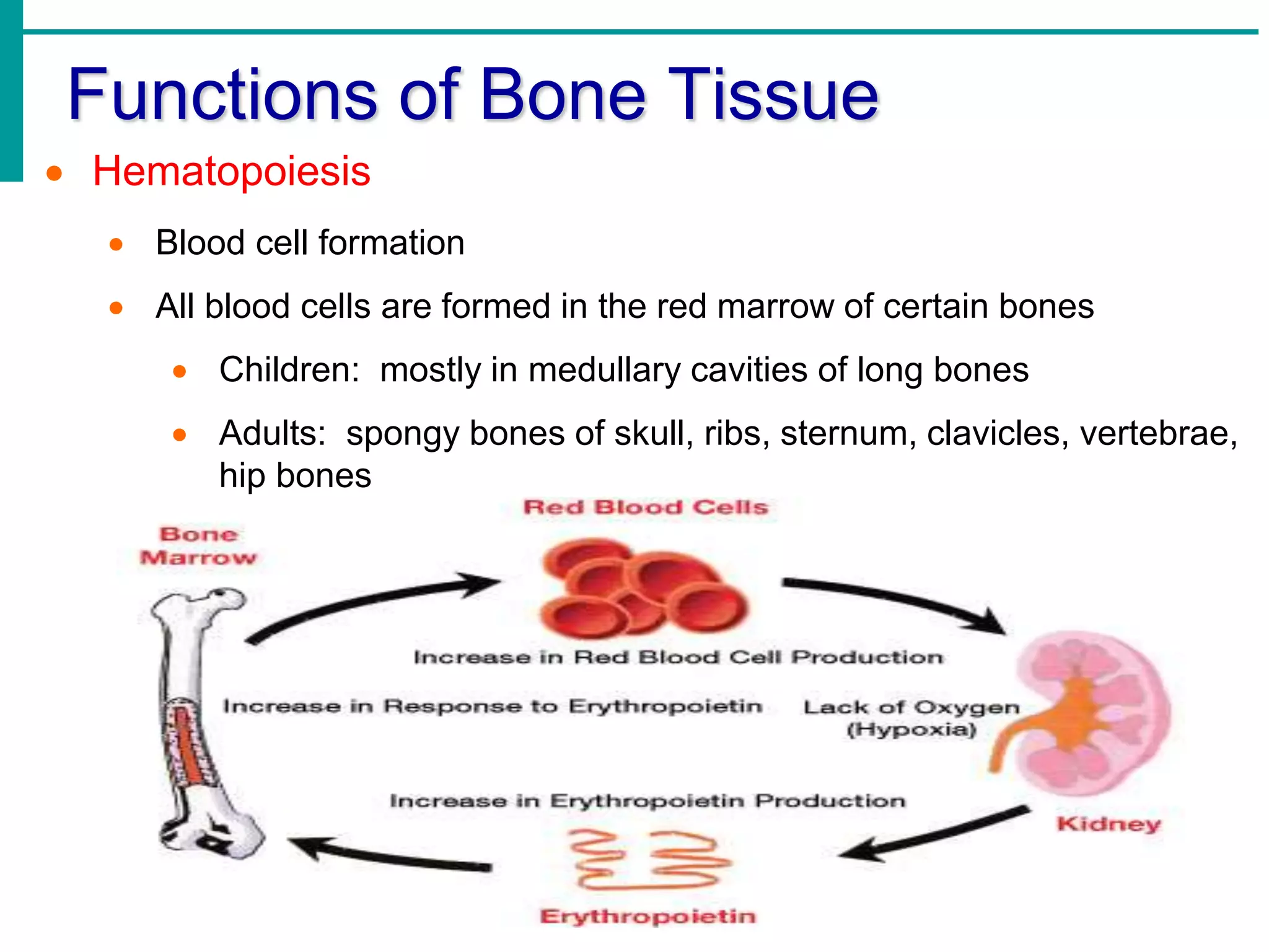 skeletal | PPT