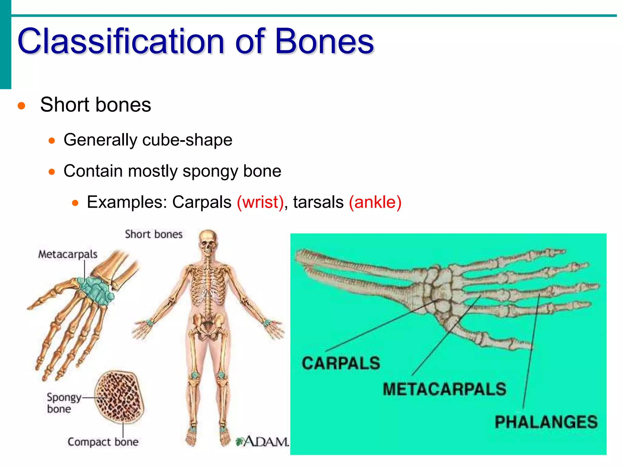 skeletal | PPT