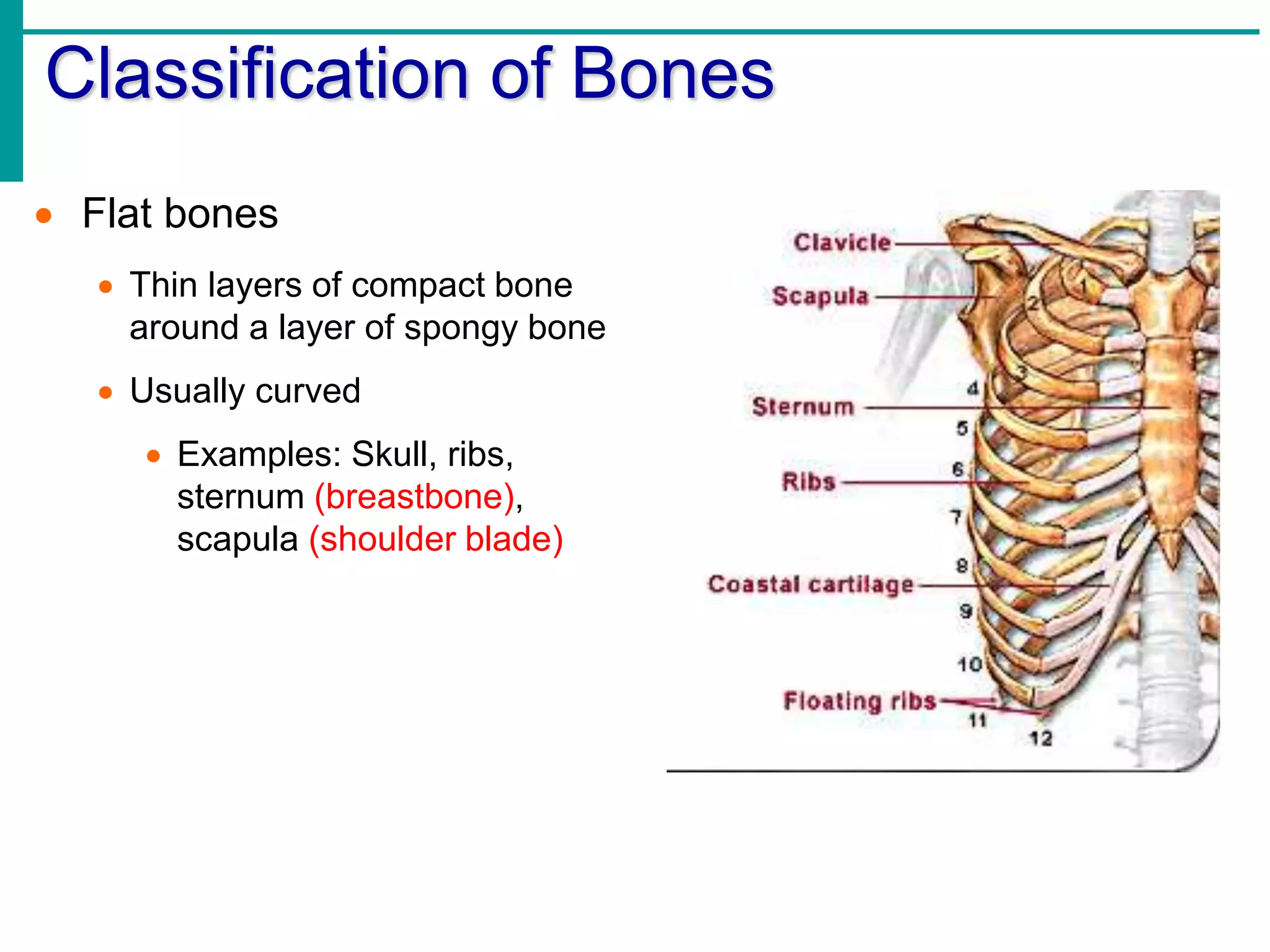 skeletal | PPT