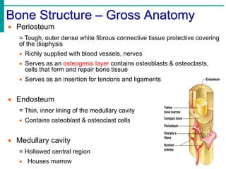 skeletal | PPT