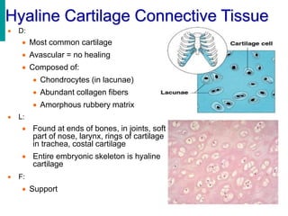 skeletal | PPT
