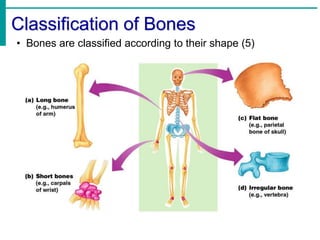 skeletal | PPT