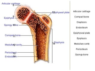 skeletal | PPT