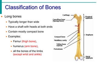 skeletal | PPT