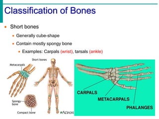 skeletal | PPT