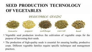 Seed Production Technology of Vegetables.pptx