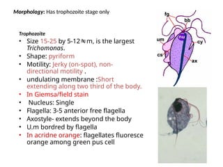 unit_3-2_urogenital_flagelltes.David.pptx