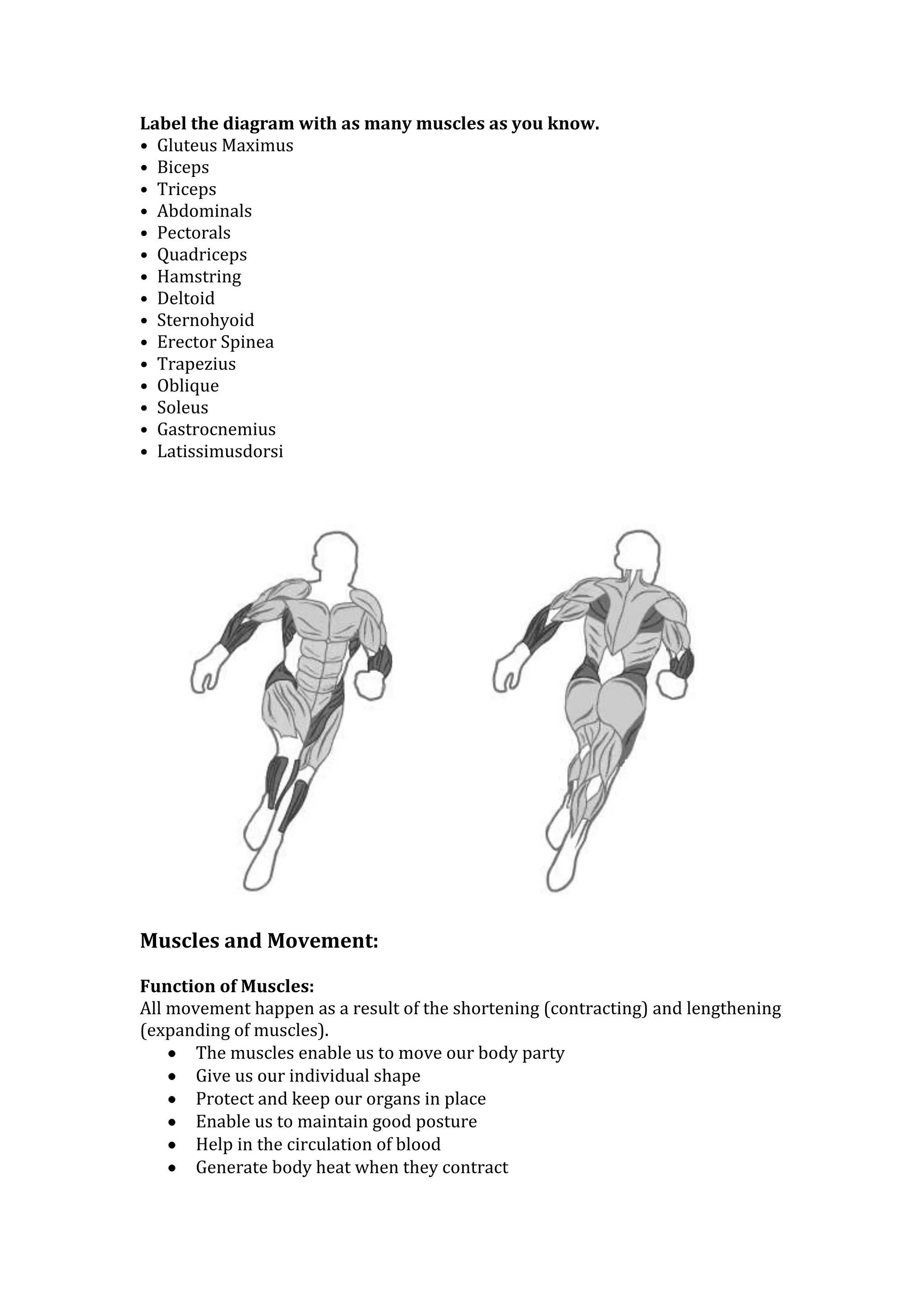 Unit 3 anatomy and physiology (muscles) | DOCX
