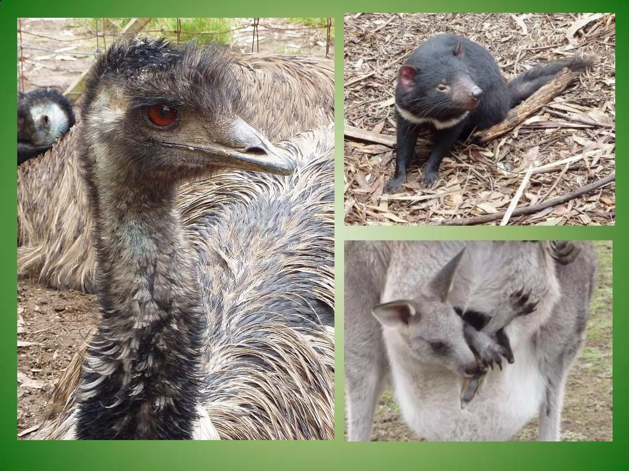 Introduction to Biodiversity | PPTX