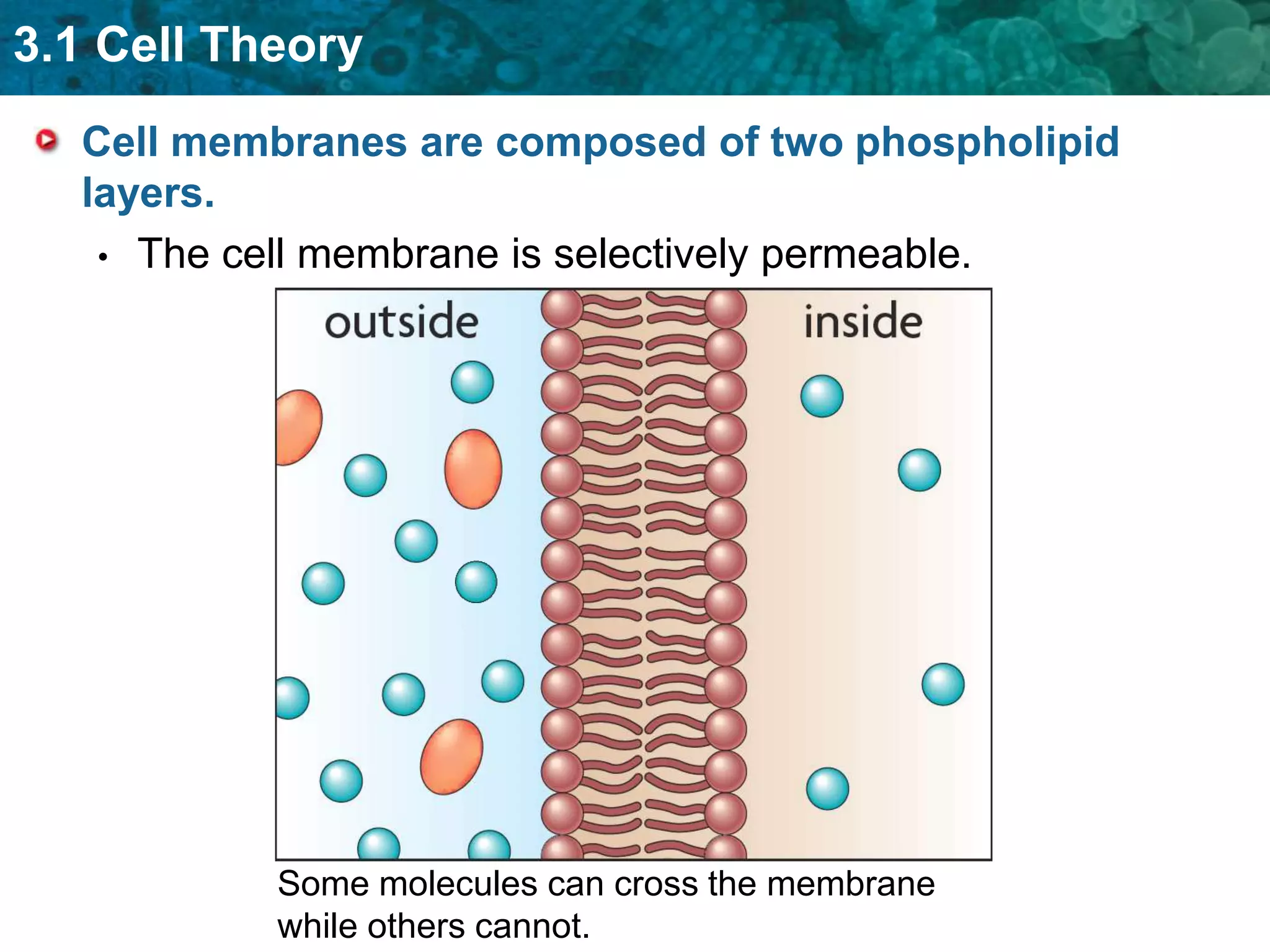 Unit 3 Cell Membranes, Diffusion, And Osmosis | PPT