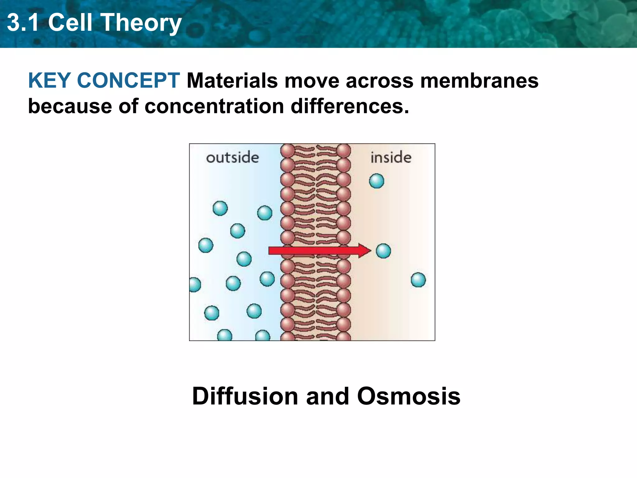 Unit 3 Cell Membranes, Diffusion, And Osmosis | PPT