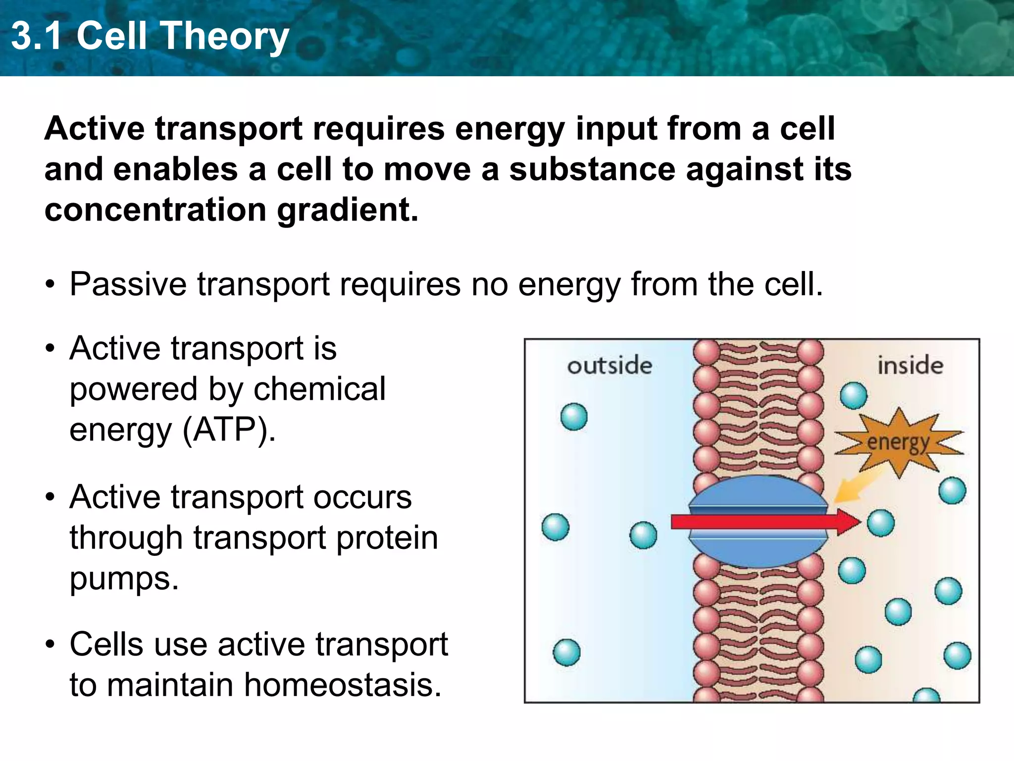 Unit 3 Cell Membranes, Diffusion, And Osmosis | PPT