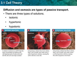 Unit 3 Cell Membranes, Diffusion, And Osmosis | PPT
