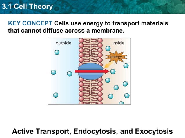 Unit 3 Cell Membranes, Diffusion, And Osmosis | PPT