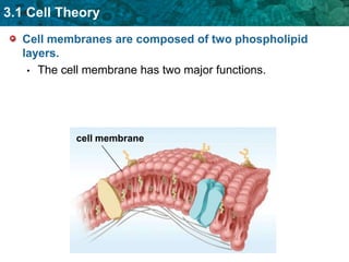 Unit 3 Cell Membranes, Diffusion, And Osmosis | PPTX